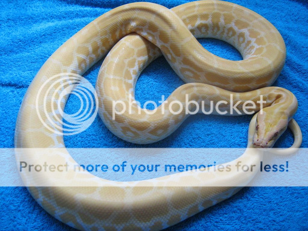 W Midlands - ** female pearl het granite burmese python 2011 ** | Reptile Forums
