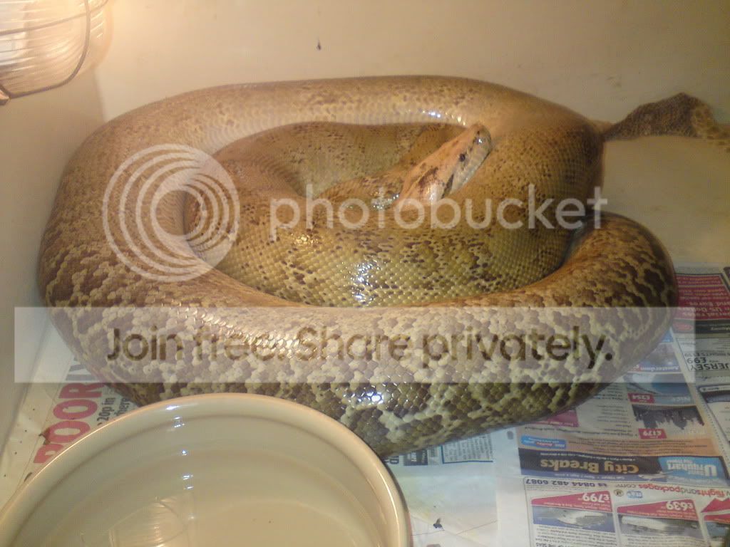Gravid Burmese pythons. | Reptile Forums