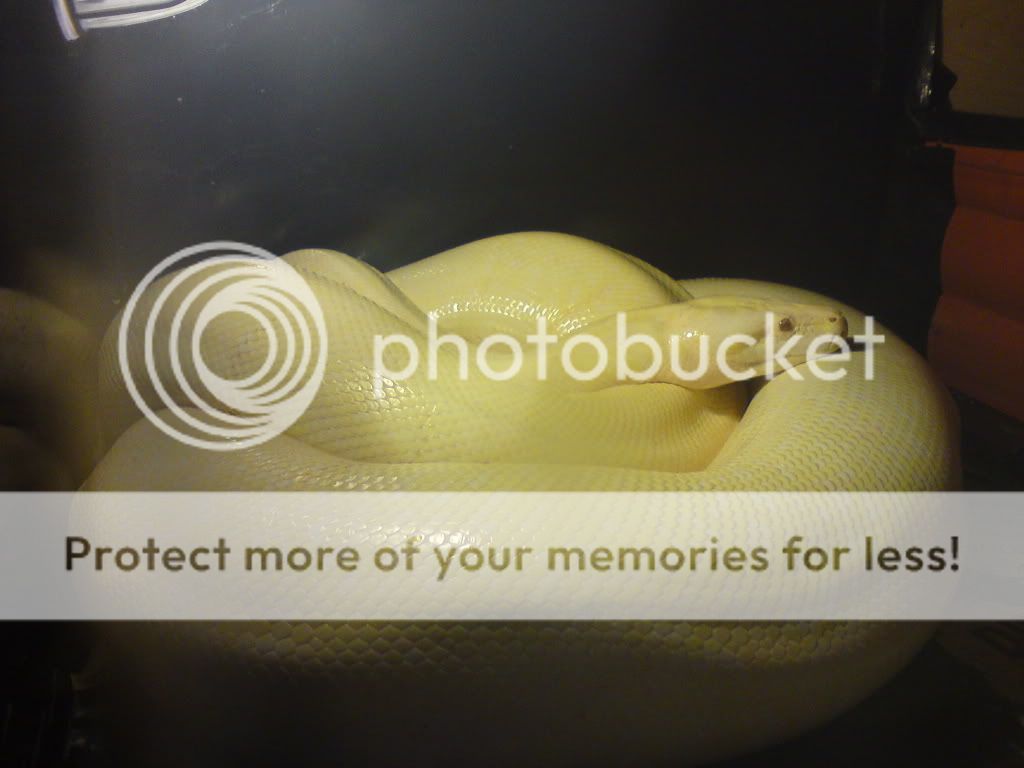 Gravid Burmese Python in nest. | Reptile Forums