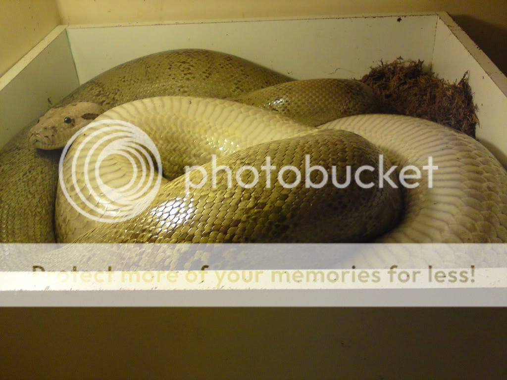 Gravid Burmese Python in nest. | Reptile Forums