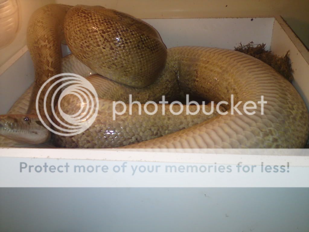 Gravid Burmese Python in nest. | Reptile Forums