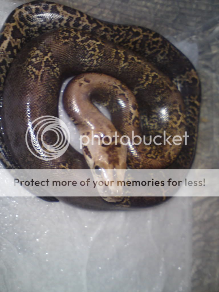 Baby reduced pattern granite Burmese hatched today | Reptile Forums