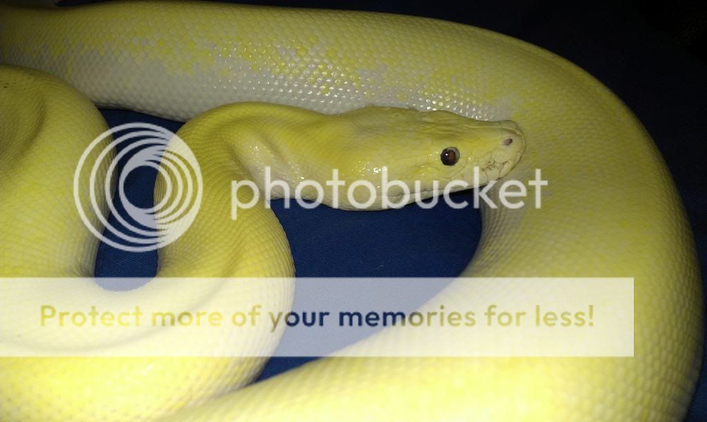 W Midlands - Red eyed Leucistic Burmese python Female | Reptile Forums