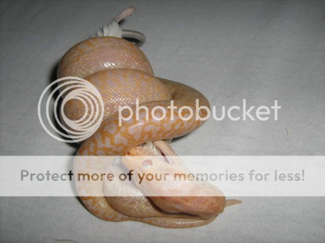 W Midlands - Albino Granite Burmese python hatchlings 2011 | Reptile Forums