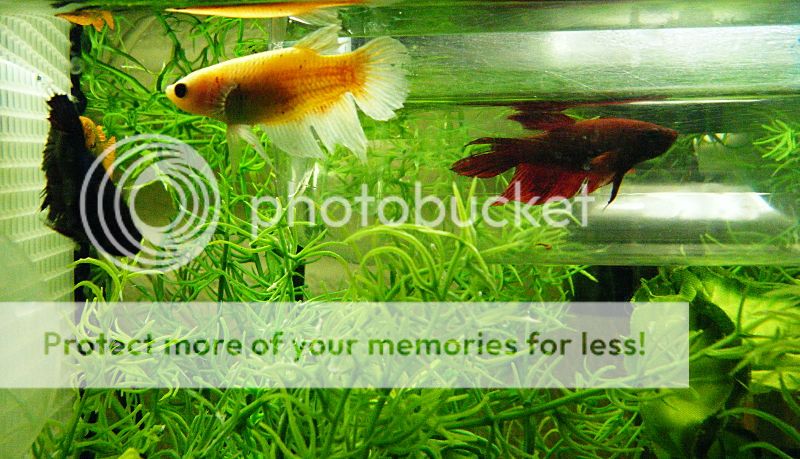 Rana's 10g Sorority | Betta Fish Forum