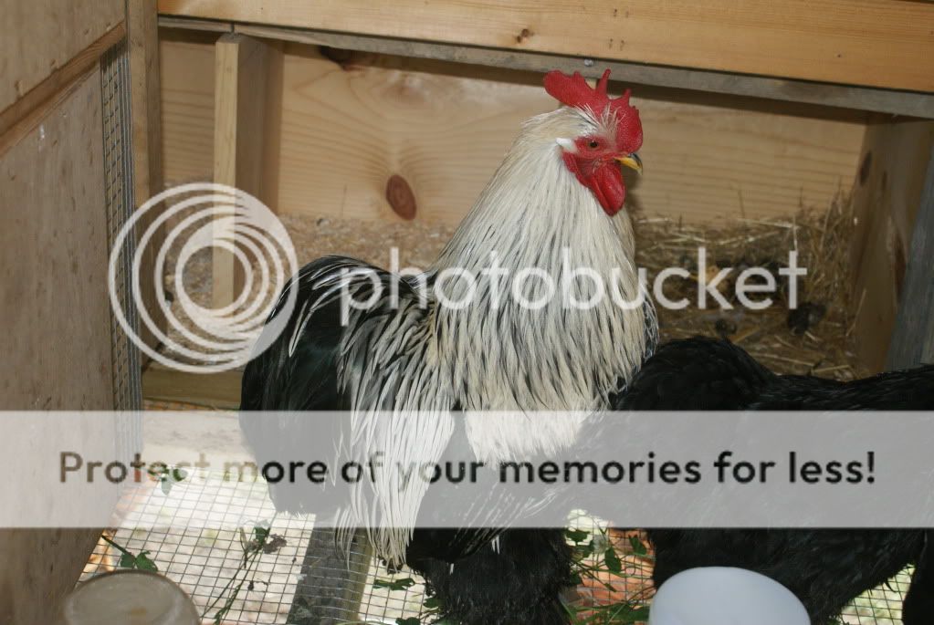 Which Birchen Cochin rooster | BackYard Chickens - Learn How to Raise ...