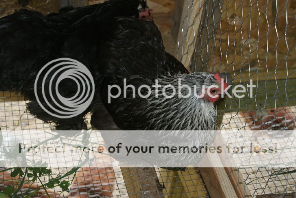 Which Birchen Cochin rooster | BackYard Chickens - Learn How to Raise ...